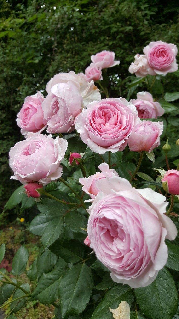 24 Rose Garden Hamilton Ideas You Cannot Miss | SharonSable