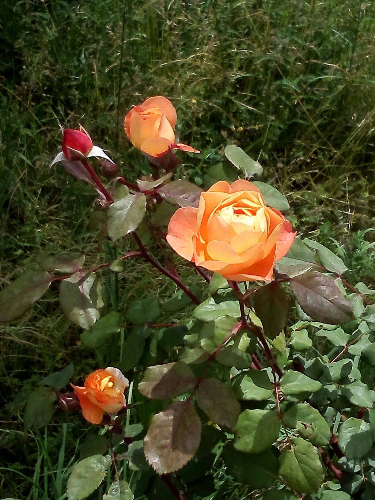 24 Rose Garden Hamilton Ideas You Cannot Miss | SharonSable