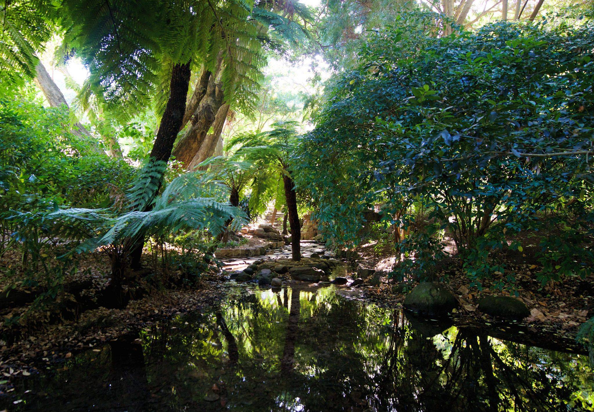 21 Cape Town Botanical Garden Ideas Worth to Check | SharonSable