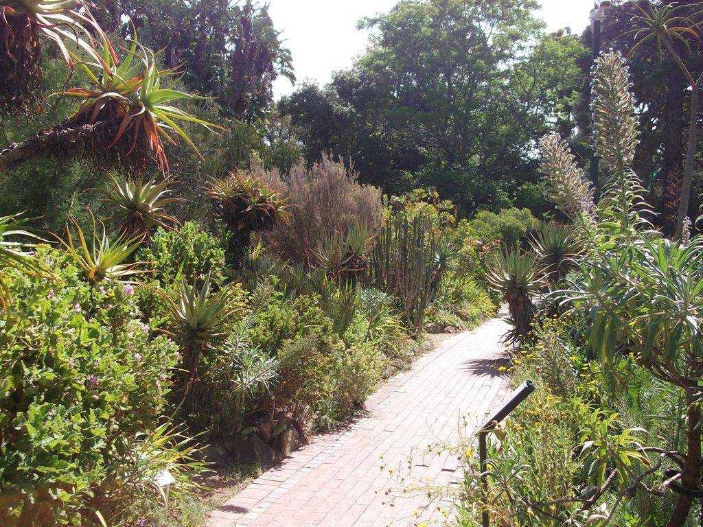 21 Cape Town Botanical Garden Ideas Worth to Check | SharonSable