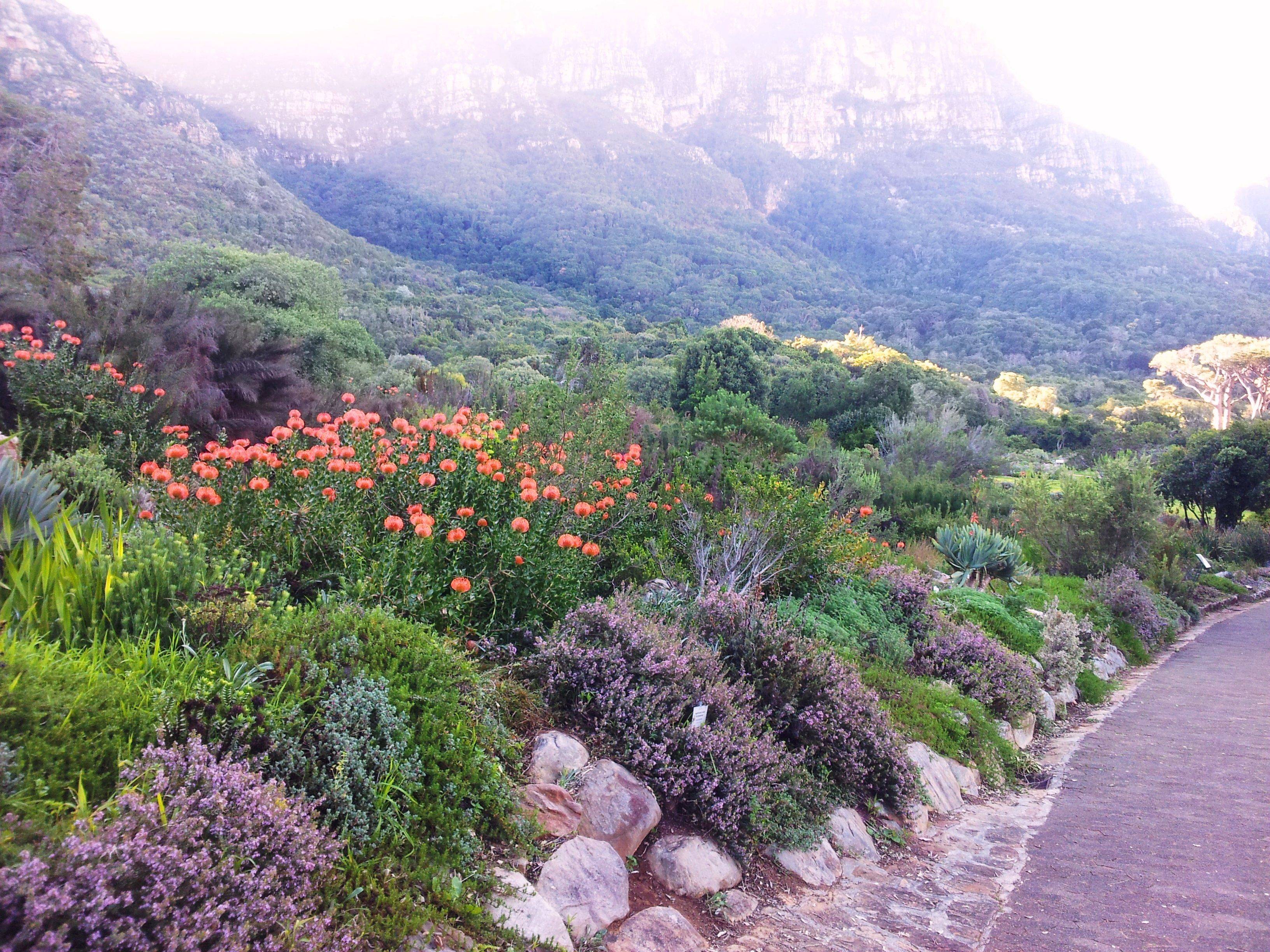 21 Cape Town Botanical Garden Ideas Worth to Check | SharonSable