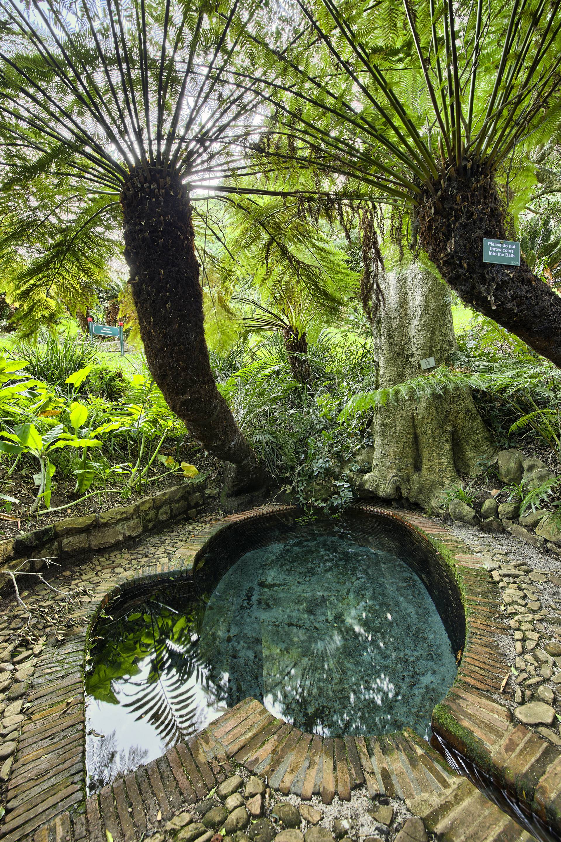 21 Cape Town Botanical Garden Ideas Worth to Check | SharonSable