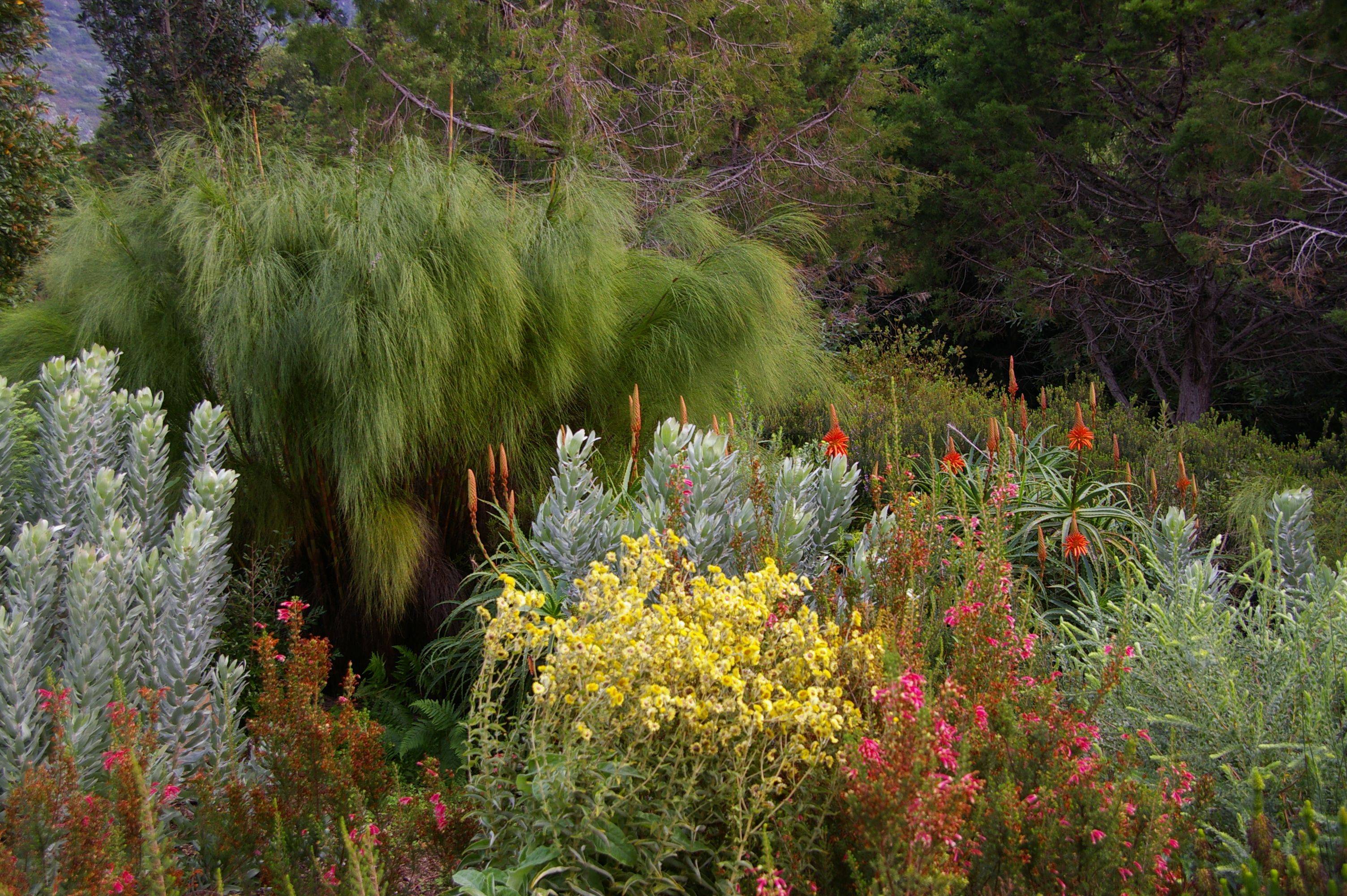 21 Cape Town Botanical Garden Ideas Worth to Check | SharonSable