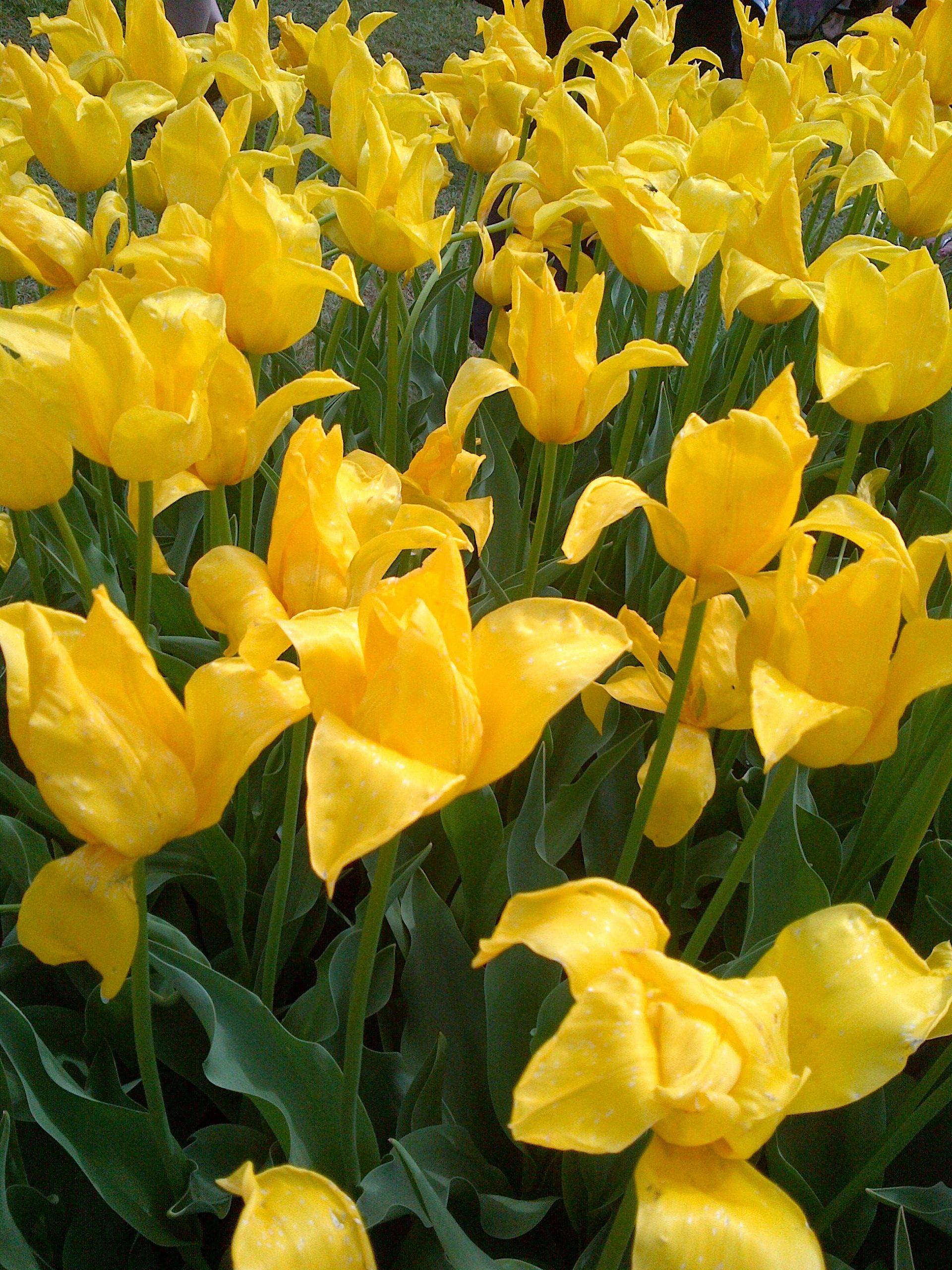 23 Longwood Garden Huge Yellow Flower Ideas You Cannot Miss | SharonSable