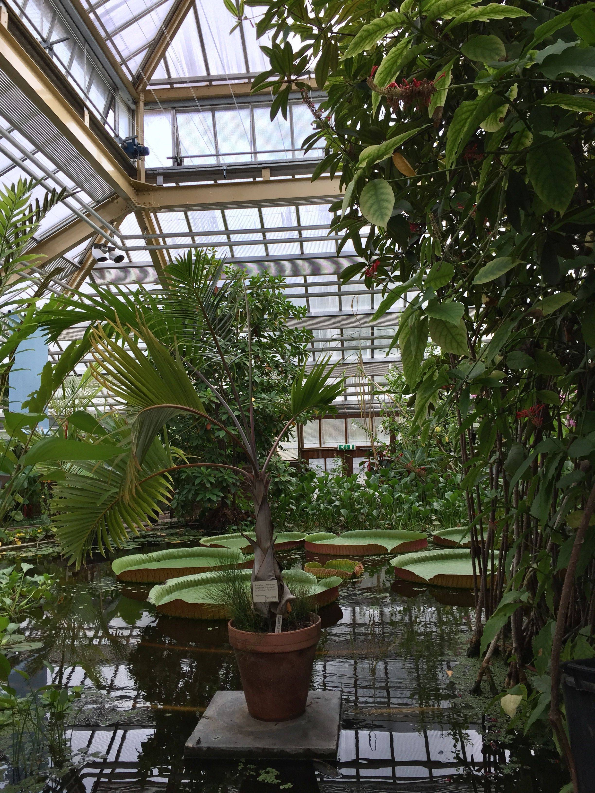 25 Brooklyn Botanical Garden NYC Ideas To Consider | SharonSable