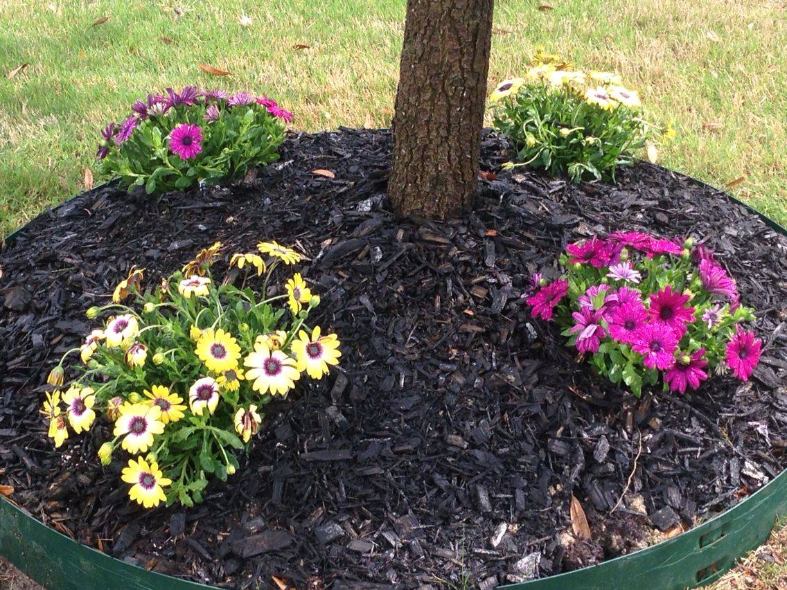 19 Daisy Flower Garden Ideas For This Year | SharonSable