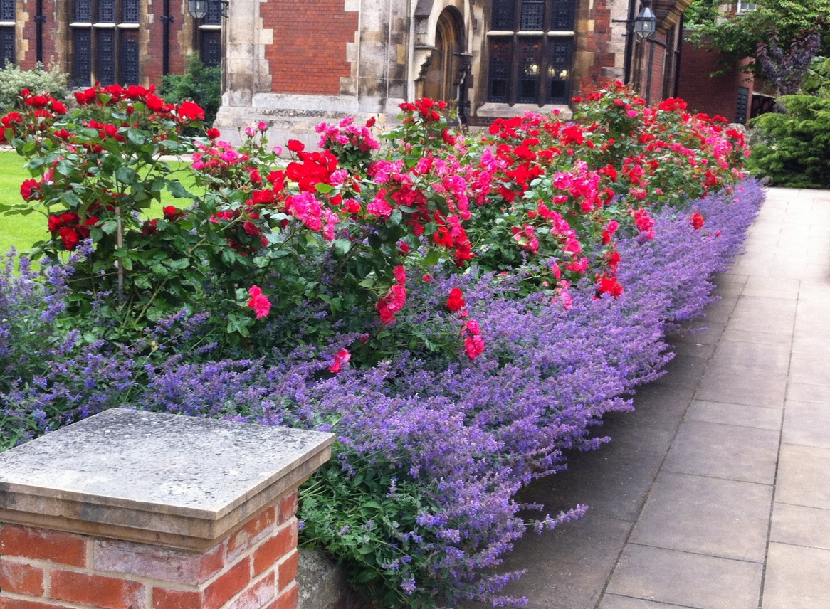 19 Lavender and Rose Garden Ideas You Gonna Love | SharonSable