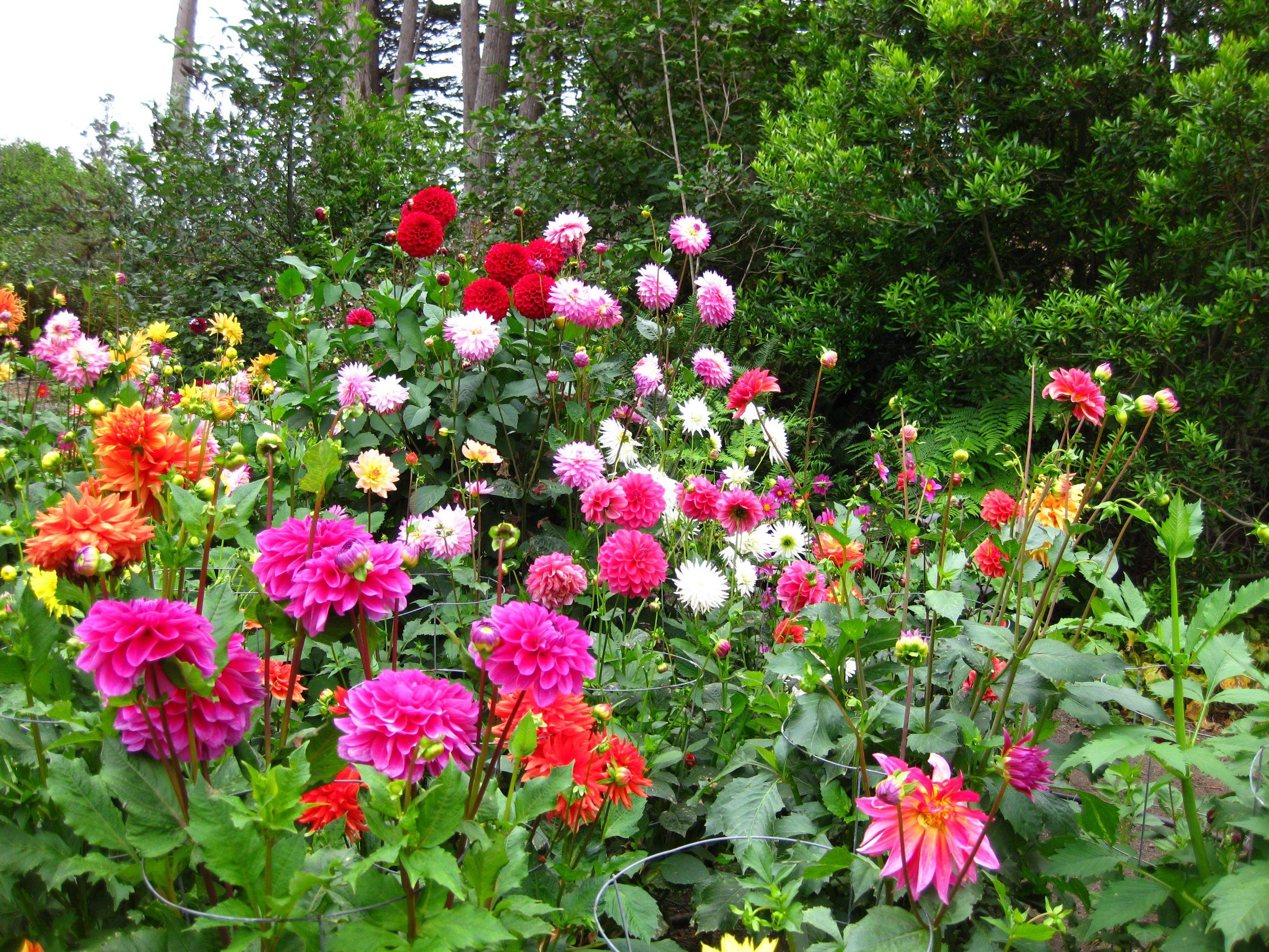 16 Mendocino Botanical Garden Ideas You Cannot Miss | SharonSable