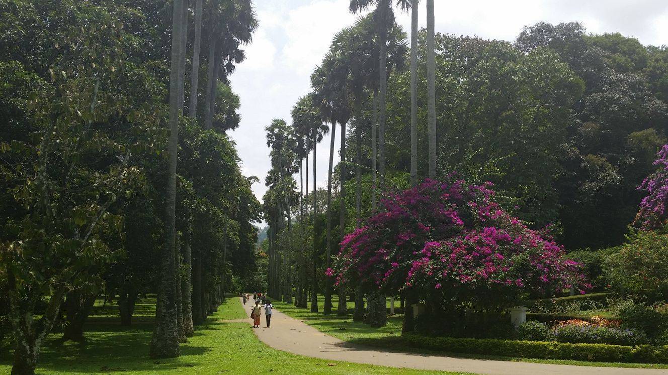 13 Botanical Garden Kandy Sri Lanka Ideas You Must Look | SharonSable