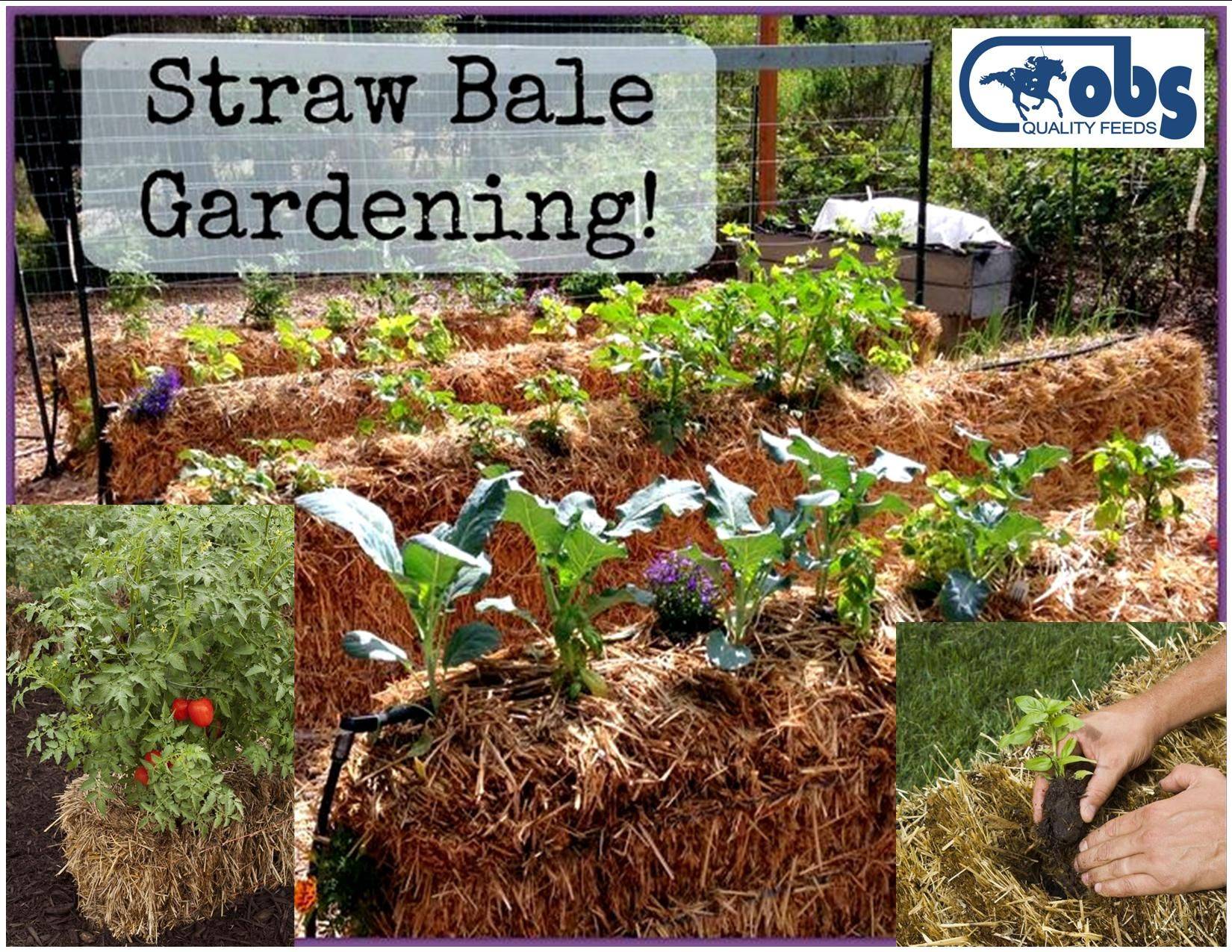 23 Bale Gardening Ideas To Consider | SharonSable