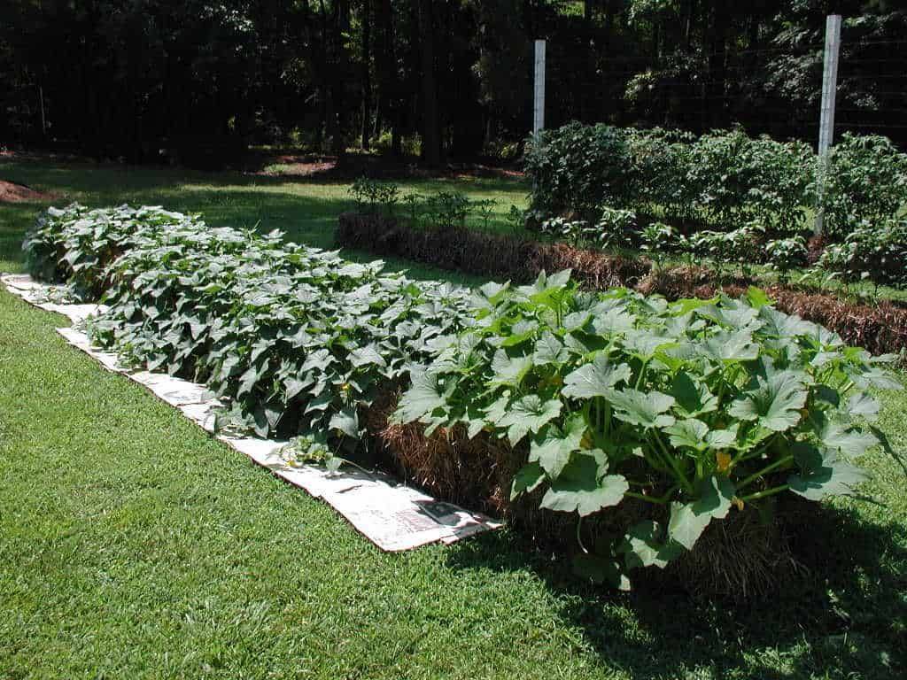 23 Bale Gardening Ideas To Consider | SharonSable