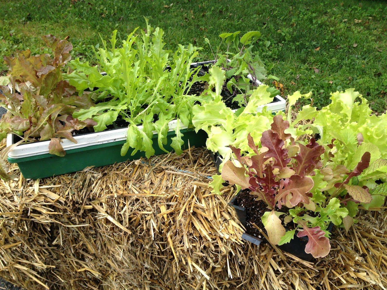 23 Bale Gardening Ideas To Consider | SharonSable