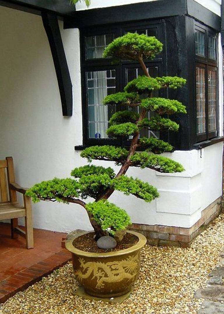 22 Bonsai Garden Ideas To Consider | SharonSable