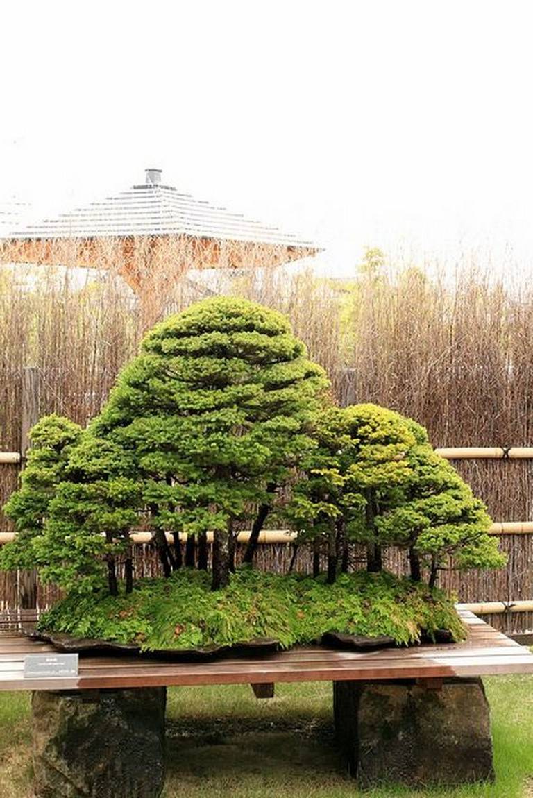 22 Bonsai Garden Ideas To Consider | SharonSable