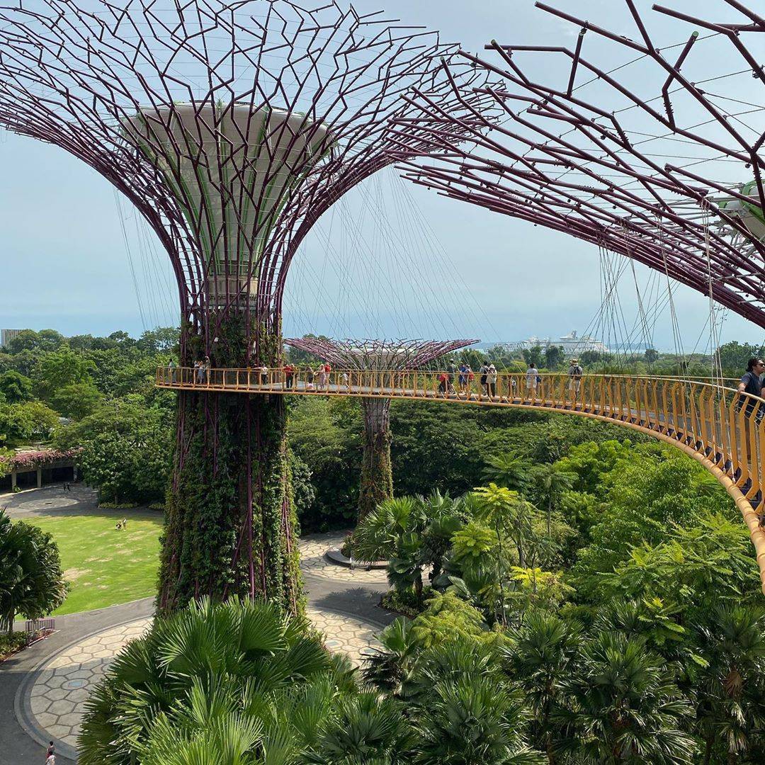 20 Supertrees Singapore Botanical Garden Ideas To Try This Year ...