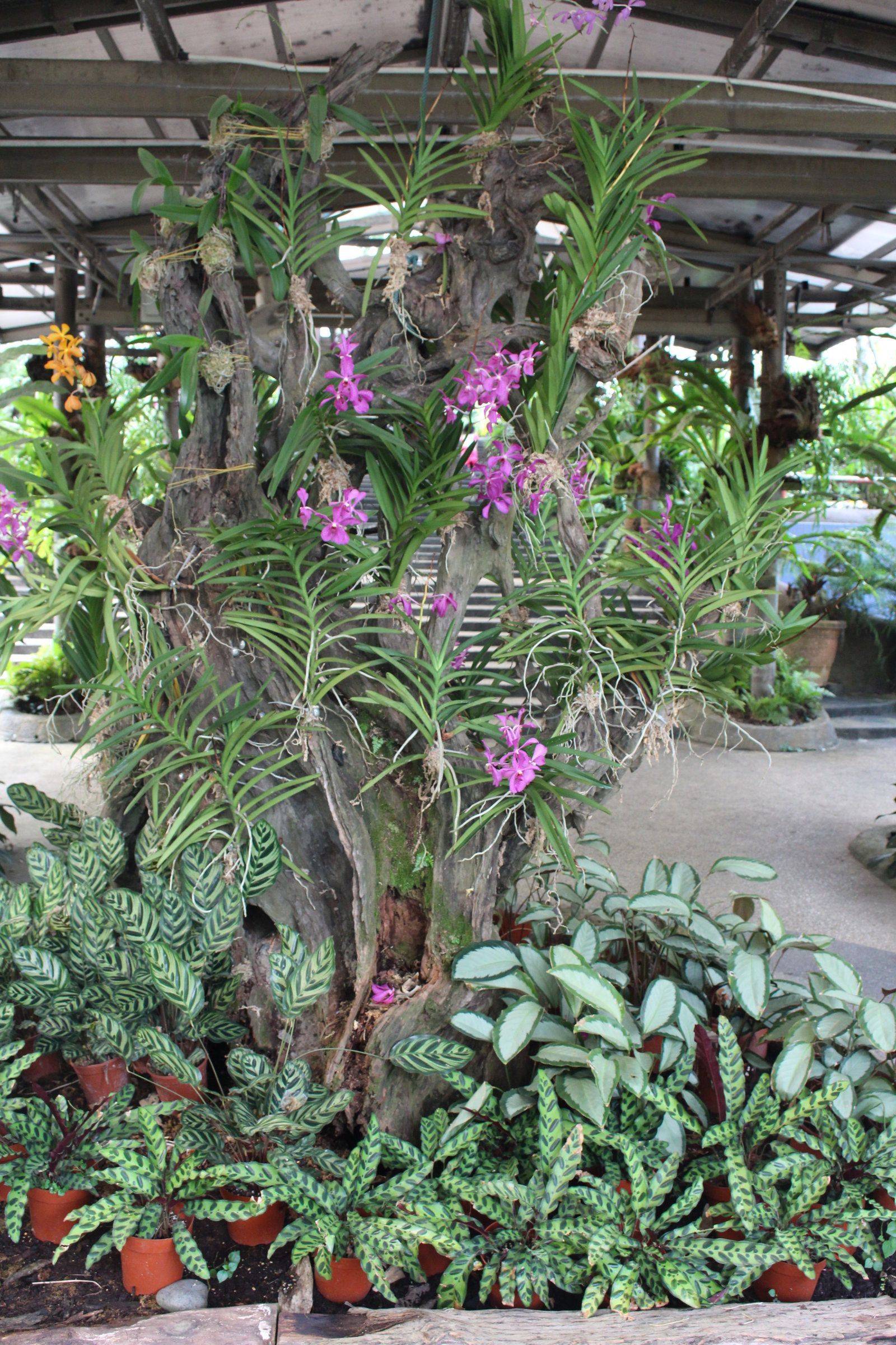 20 Orchid Garden Ideas You Cannot Miss | SharonSable