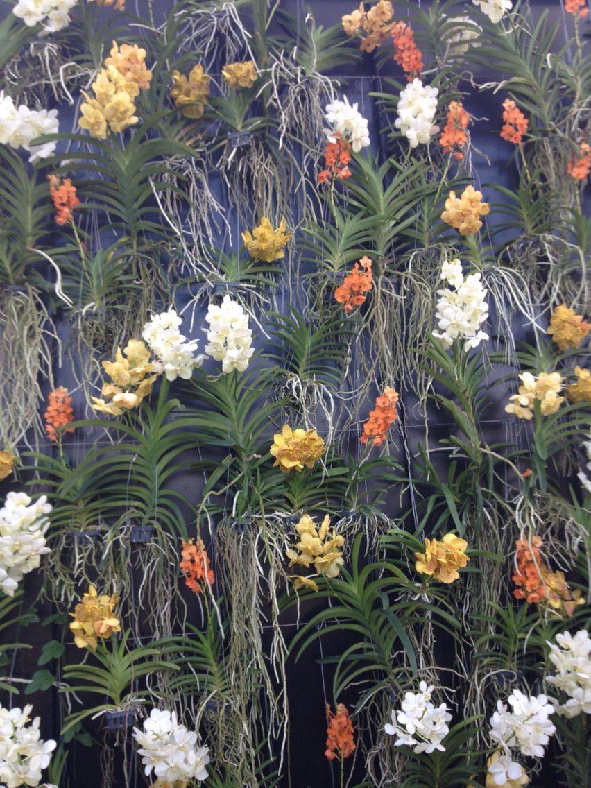 20 Orchid Garden Ideas You Cannot Miss | SharonSable