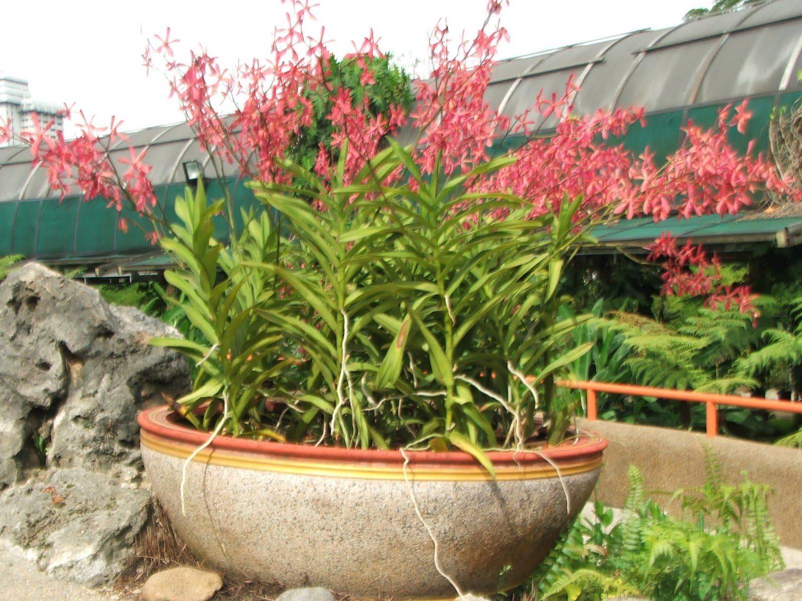 20 Orchid Garden Ideas You Cannot Miss | SharonSable