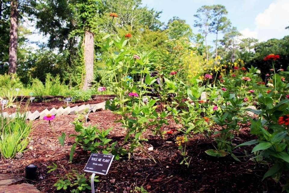 20 Houston Botanical Garden Ideas For This Year | SharonSable