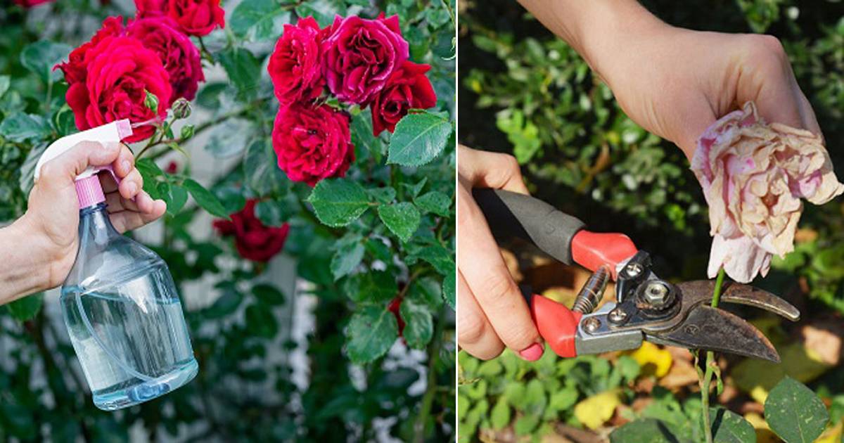 24 Rose Garden in India Ideas Worth a Look | SharonSable