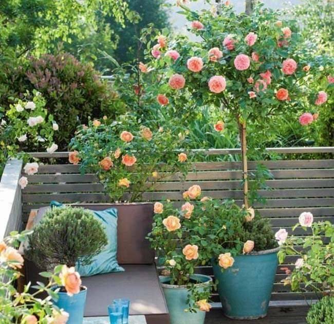 24 Rose Garden in India Ideas Worth a Look | SharonSable