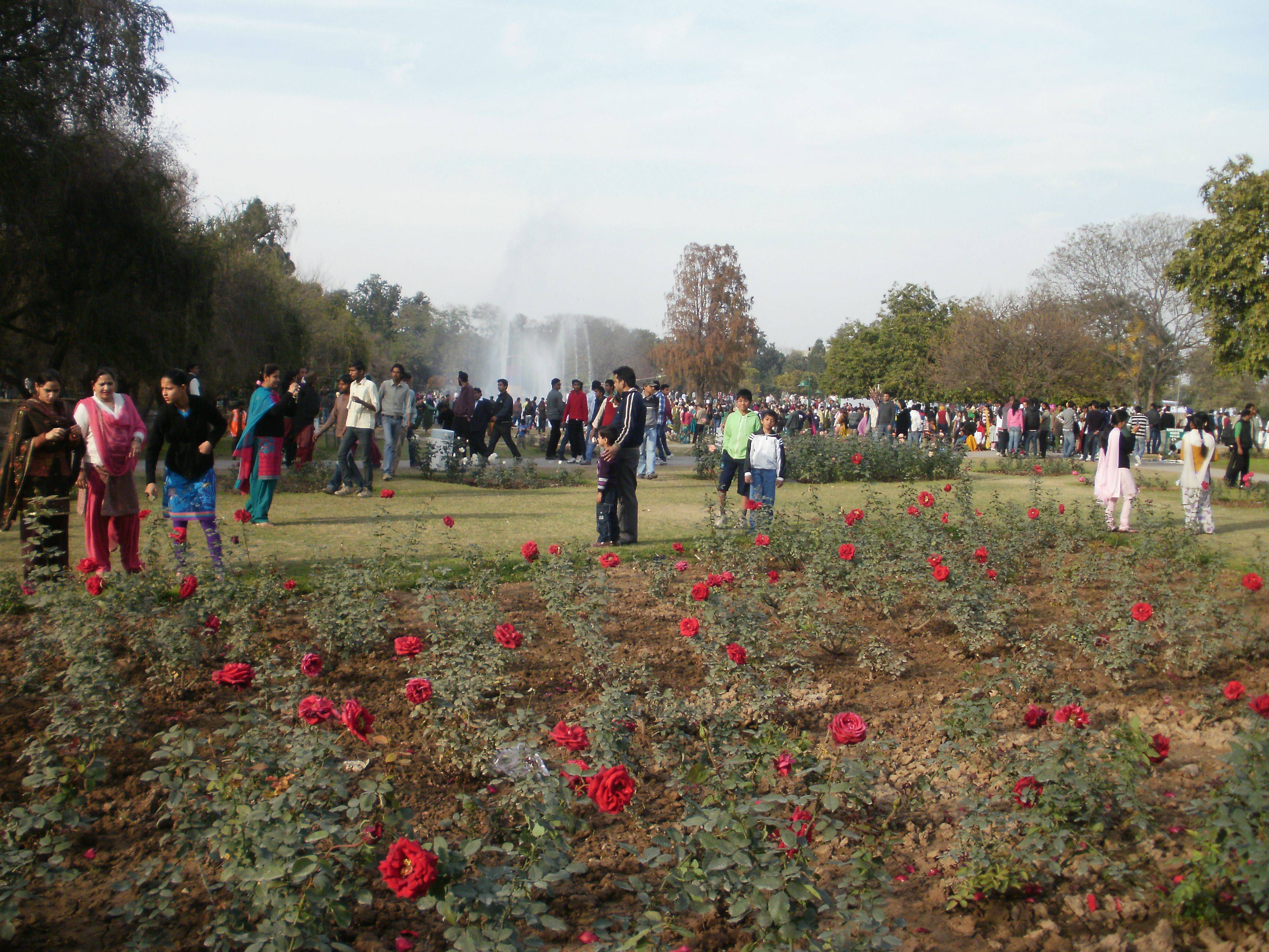 24 Rose Garden in India Ideas Worth a Look | SharonSable