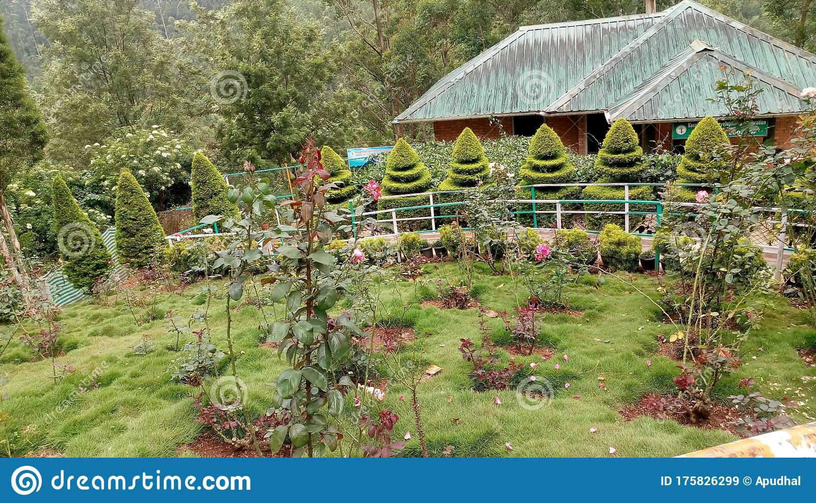 24 Rose Garden in India Ideas Worth a Look | SharonSable