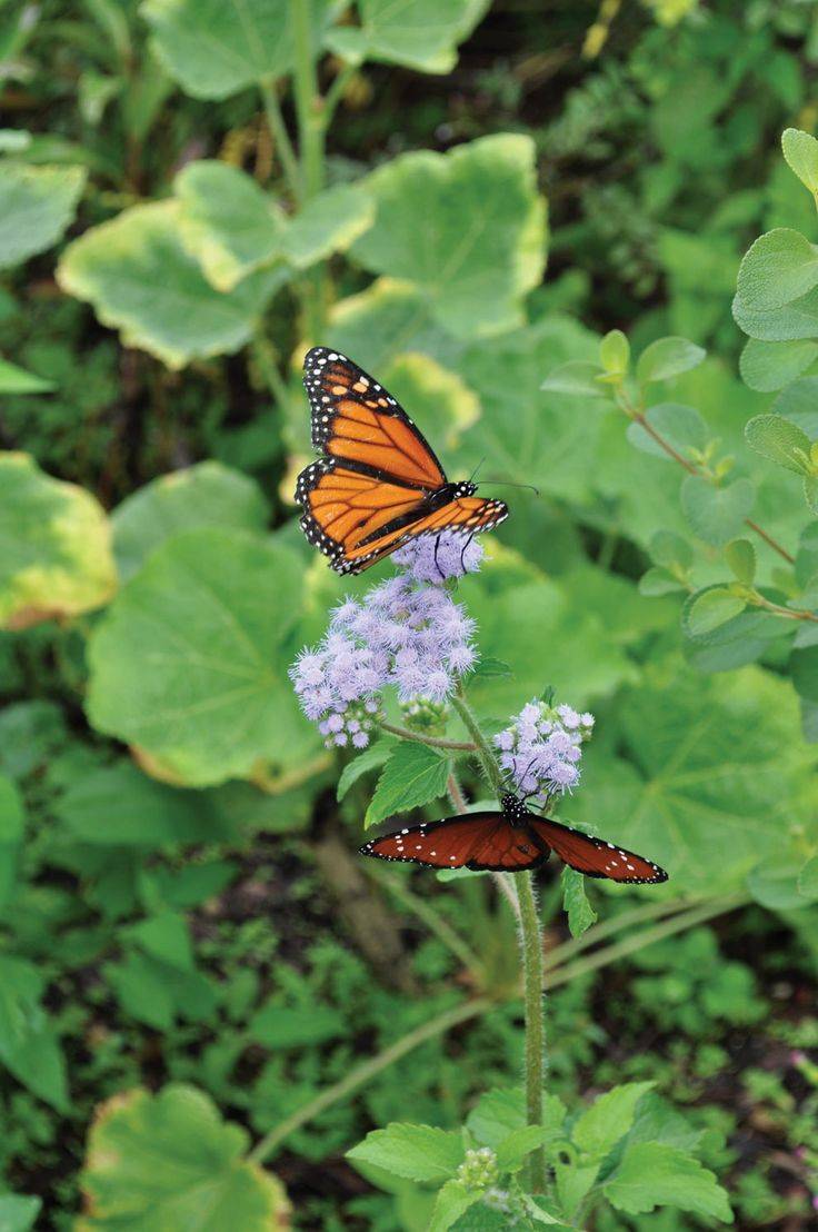 19 Butterfly Botanical Garden Florida Ideas To Try This Year | SharonSable