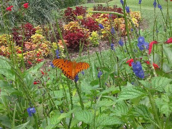 19 Butterfly Botanical Garden Florida Ideas To Try This Year | SharonSable