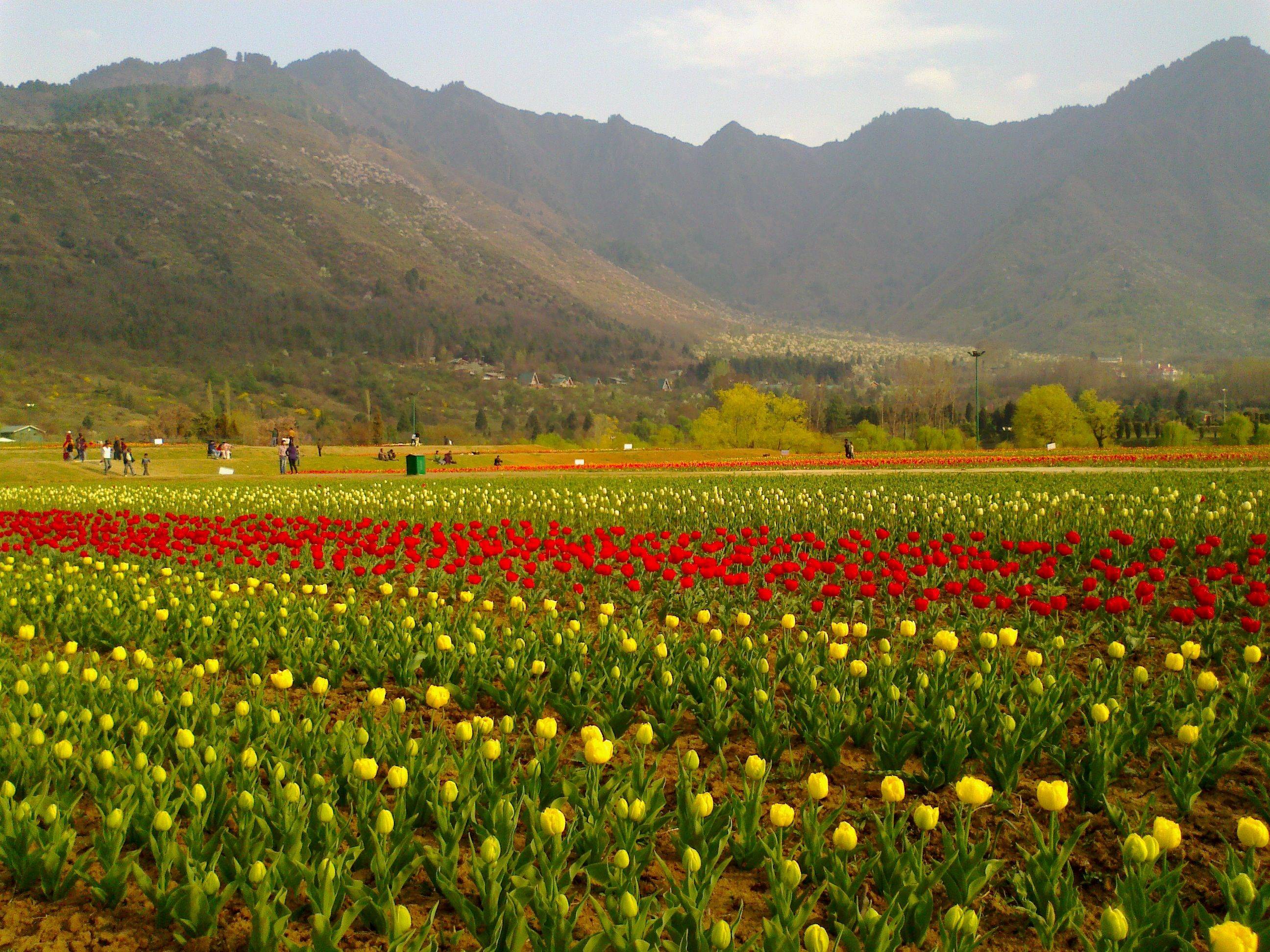 23 Tulip Garden Kashmir Ideas You Must Look | SharonSable