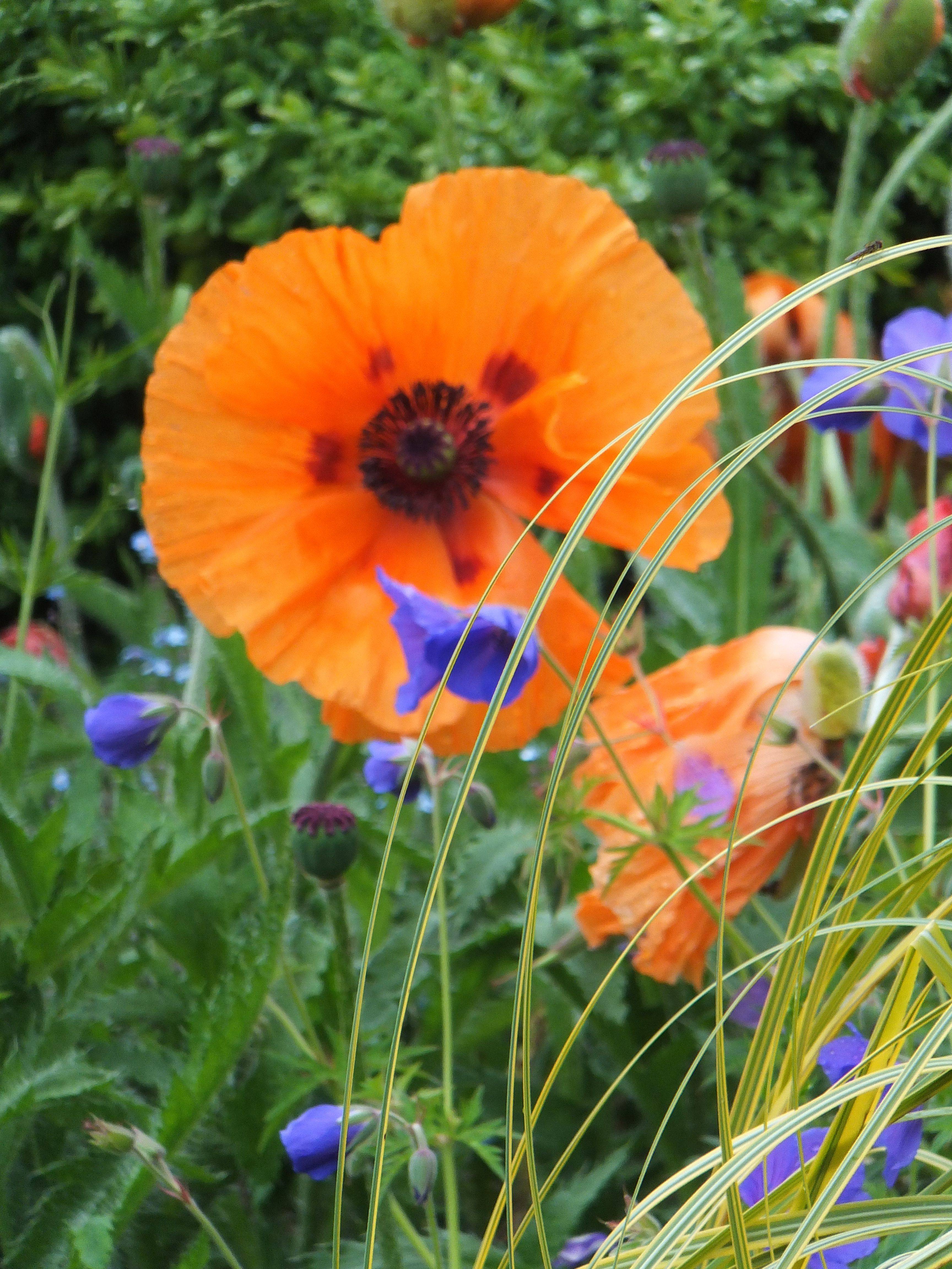 24 Poppy Flower Garden Ideas For This Year | SharonSable