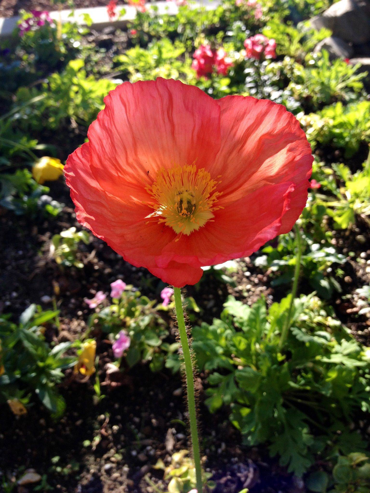 24 Poppy Flower Garden Ideas For This Year | SharonSable