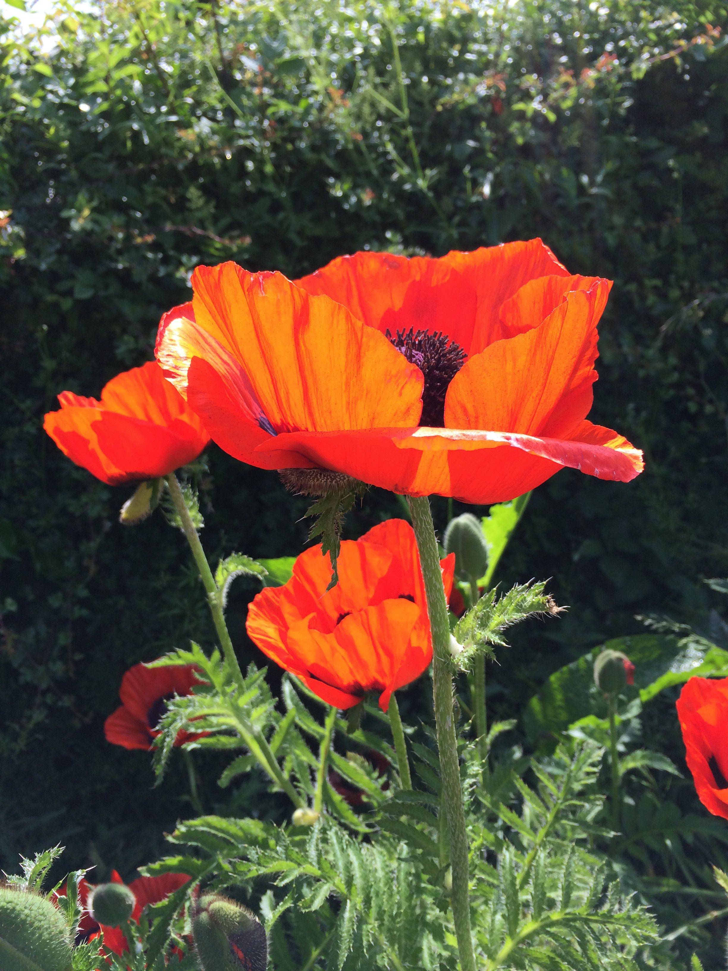 24 Poppy Flower Garden Ideas For This Year | SharonSable