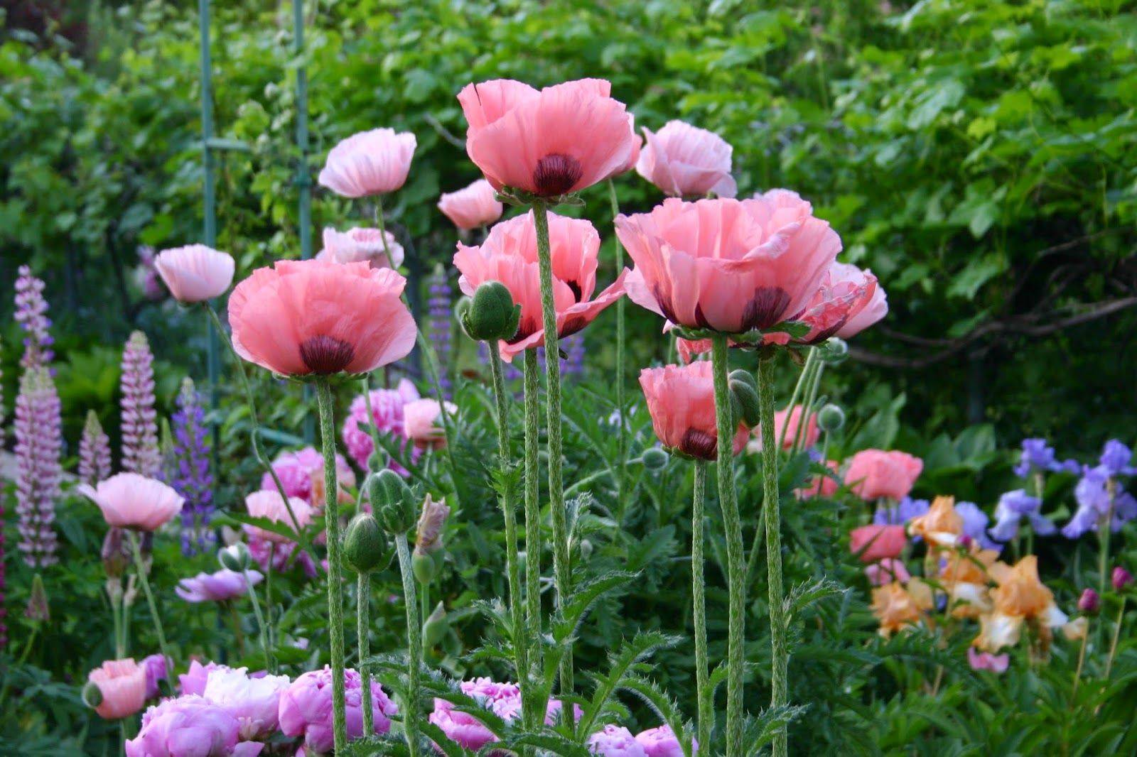 24 Poppy Flower Garden Ideas For This Year | SharonSable