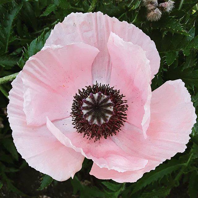 24 Poppy Flower Garden Ideas For This Year | SharonSable