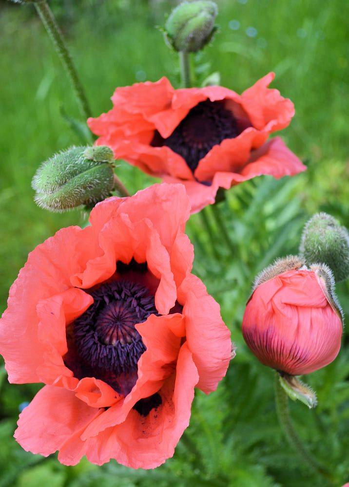 24 Poppy Flower Garden Ideas For This Year | SharonSable
