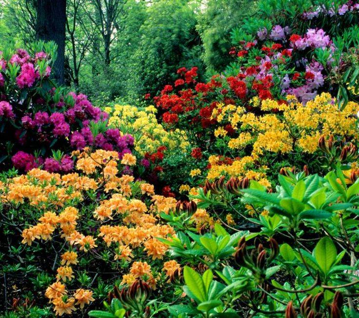 21 Rhododendron and Azalea Garden Ideas You Should Check | SharonSable