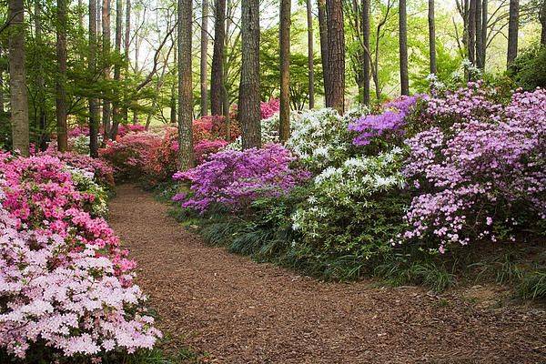21 Rhododendron and Azalea Garden Ideas You Should Check | SharonSable