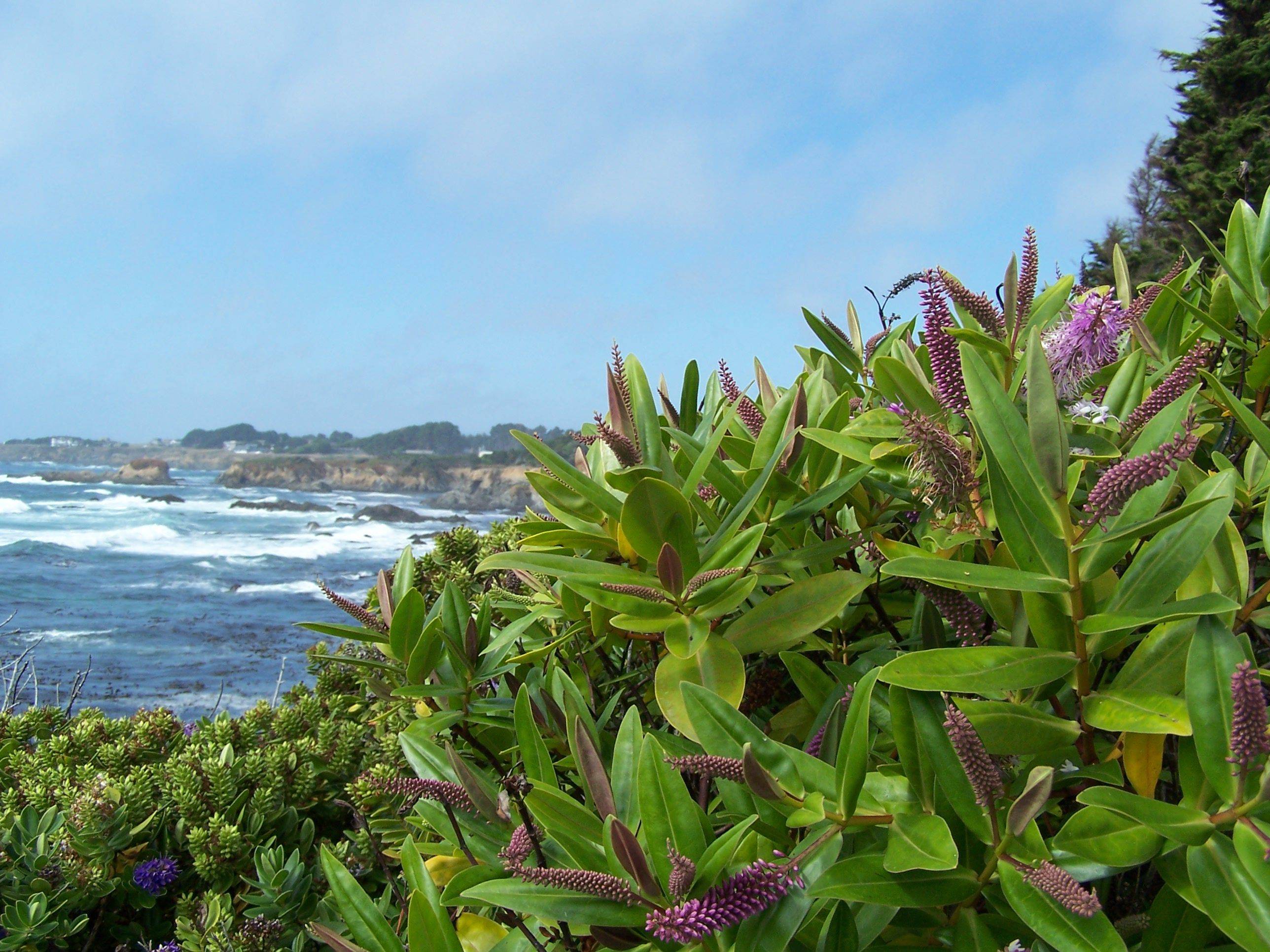 23 Botanical Garden California Ideas You Must Look | SharonSable