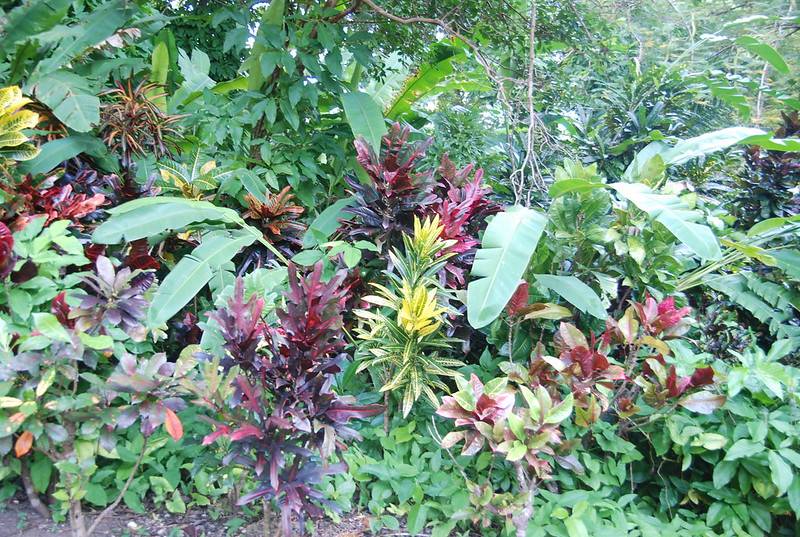 16 Andromeda Botanic Garden Ideas Worth to Check | SharonSable