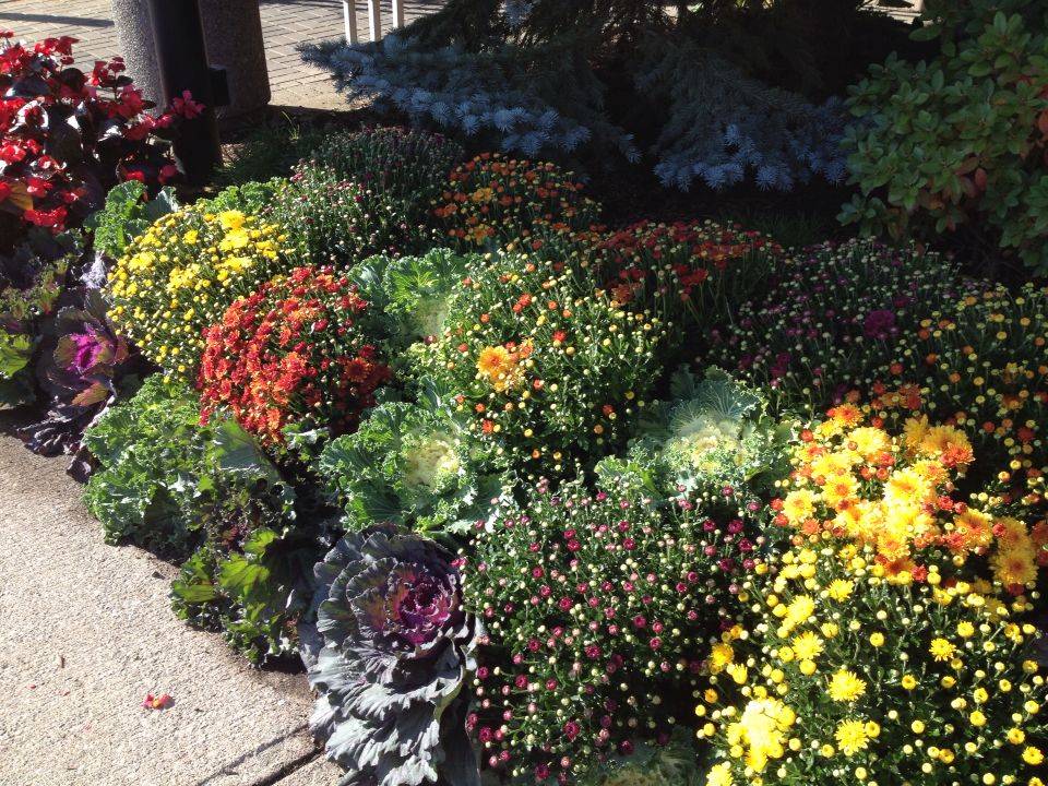 20 Garden Mums Ideas Worth to Check | SharonSable