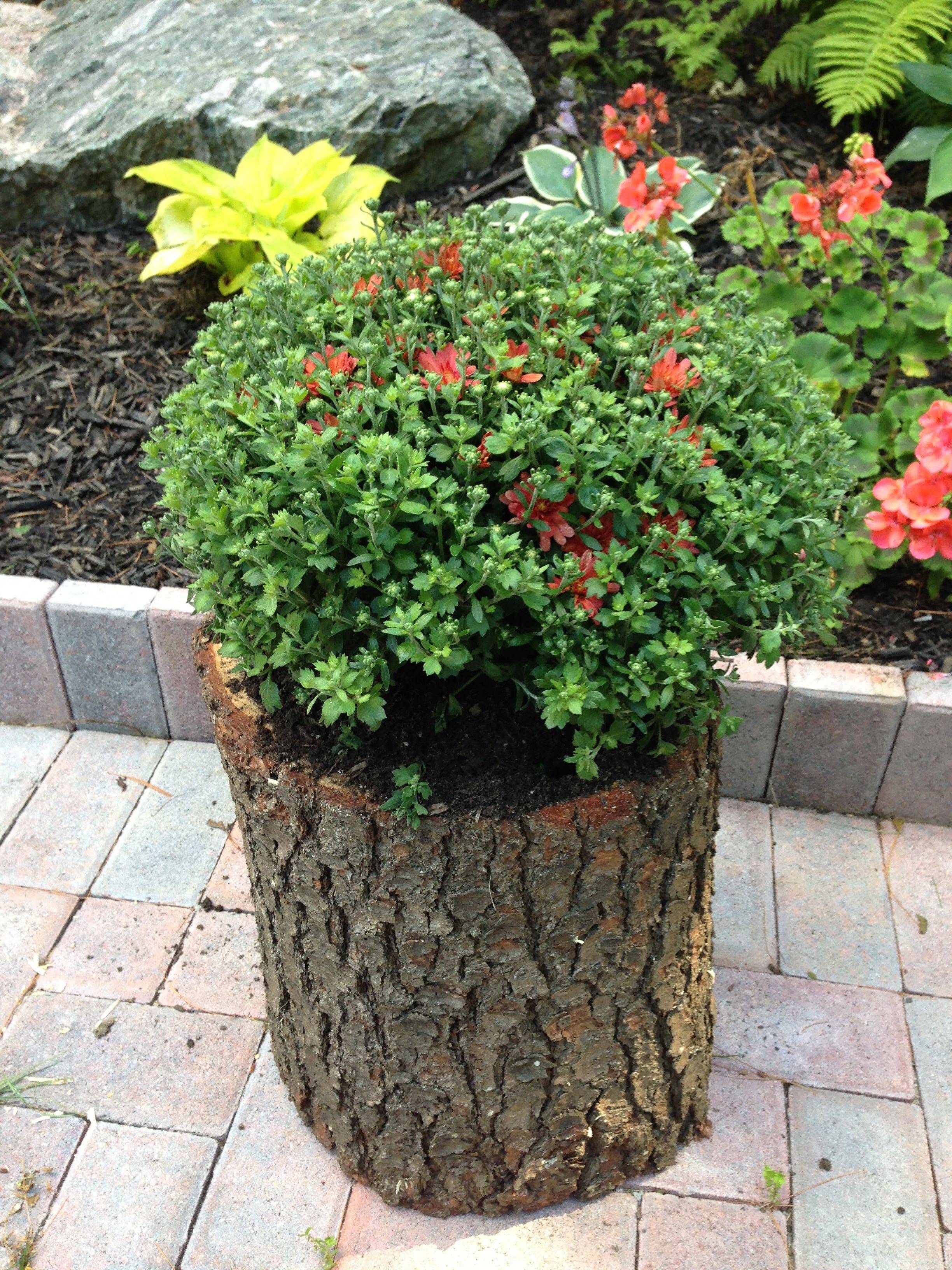 20 Garden Mums Ideas Worth to Check | SharonSable