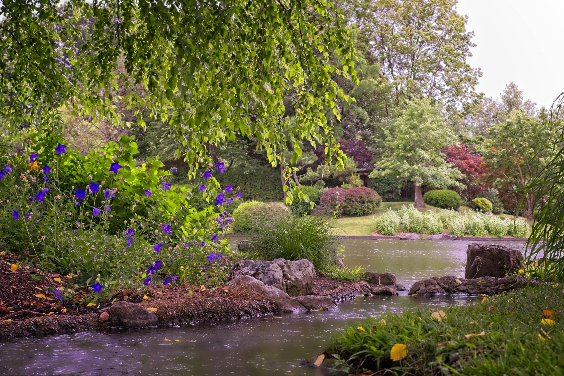 20 Botanical Garden in St. Louis Ideas To Try This Year | SharonSable