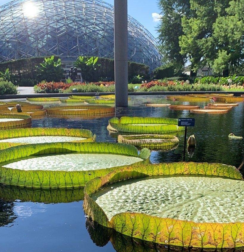 20 Botanical Garden in St. Louis Ideas To Try This Year | SharonSable