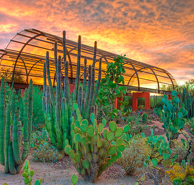 25 Botanical Garden in Phoenix Ideas Worth to Check | SharonSable
