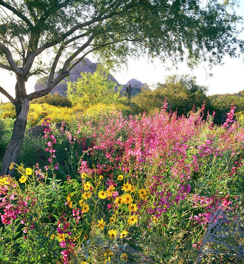 25 Botanical Garden in Phoenix Ideas Worth to Check | SharonSable