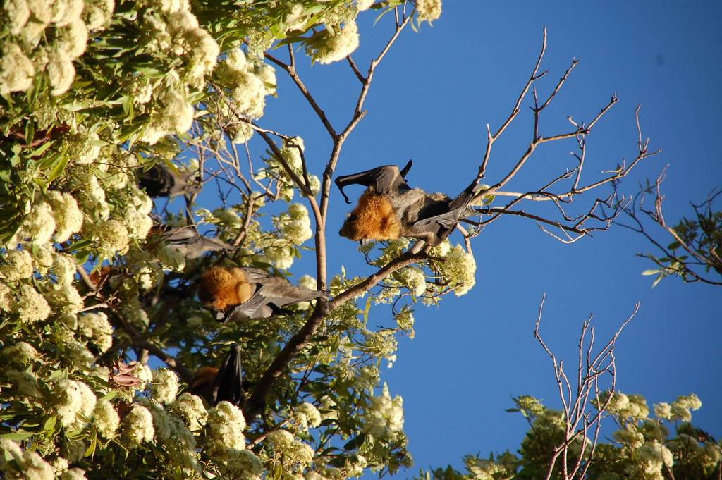 23 Bats in Sydney Botanical Garden Ideas You Should Look | SharonSable