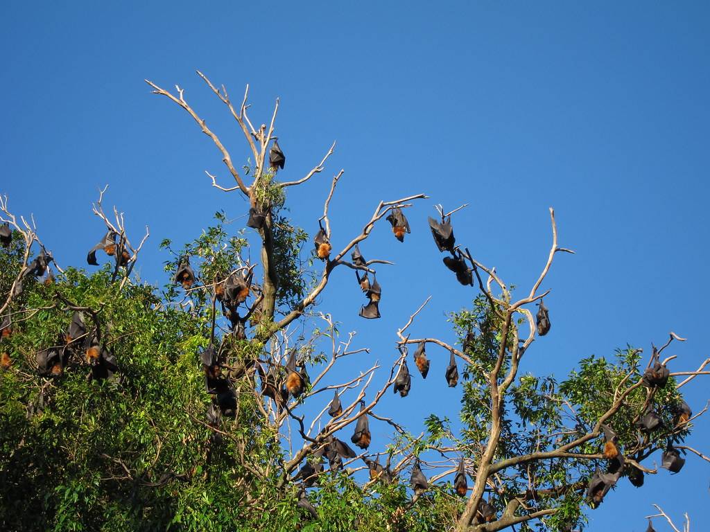 23 Bats in Sydney Botanical Garden Ideas You Should Look | SharonSable