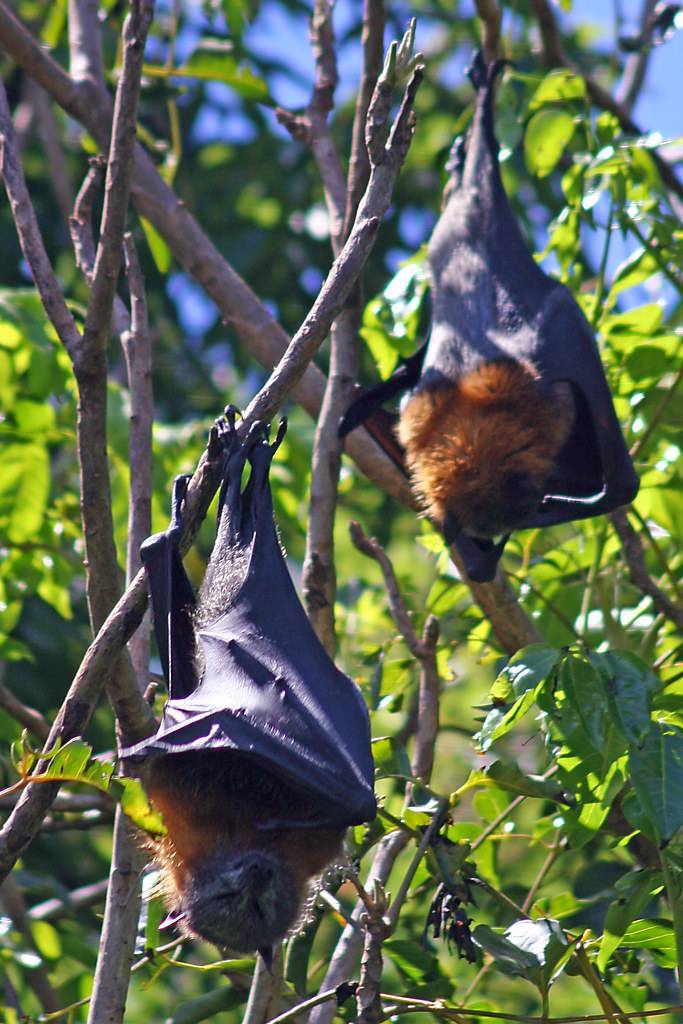 23 Bats in Sydney Botanical Garden Ideas You Should Look | SharonSable