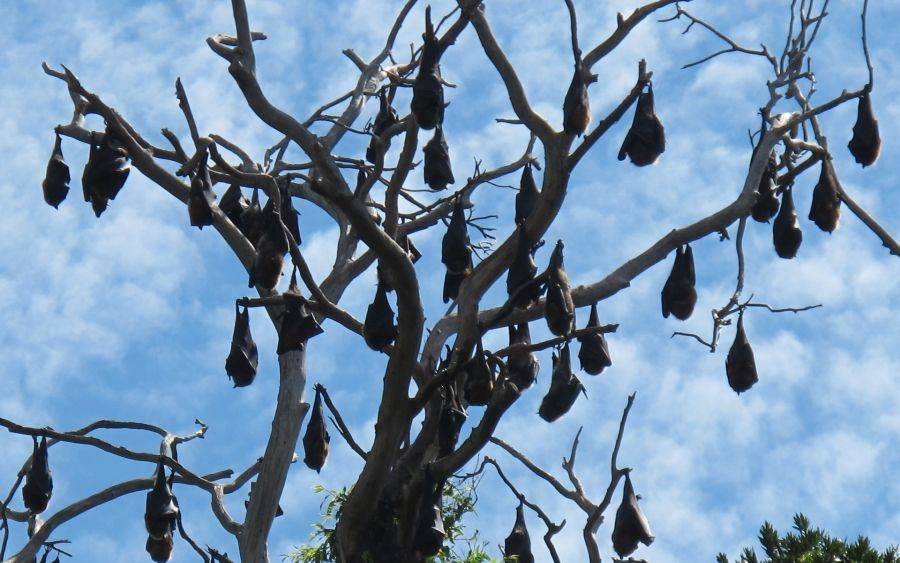 23 Bats in Sydney Botanical Garden Ideas You Should Look | SharonSable